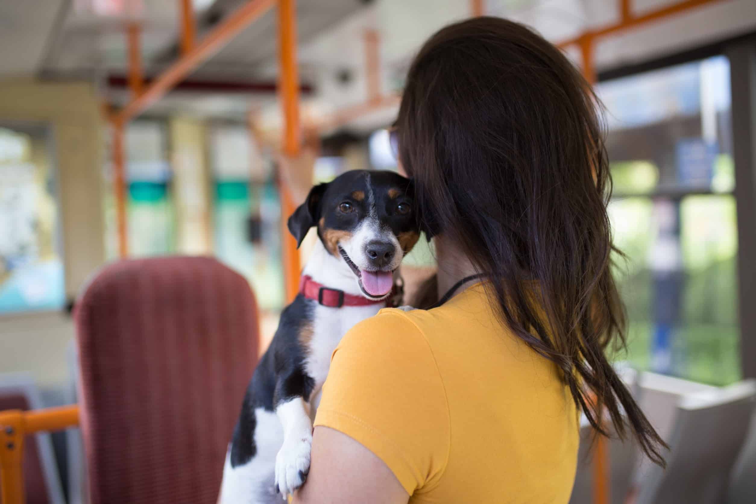 Dogs on Buses in the US - Pet Friendly Public Transportation - PawsomeBarks