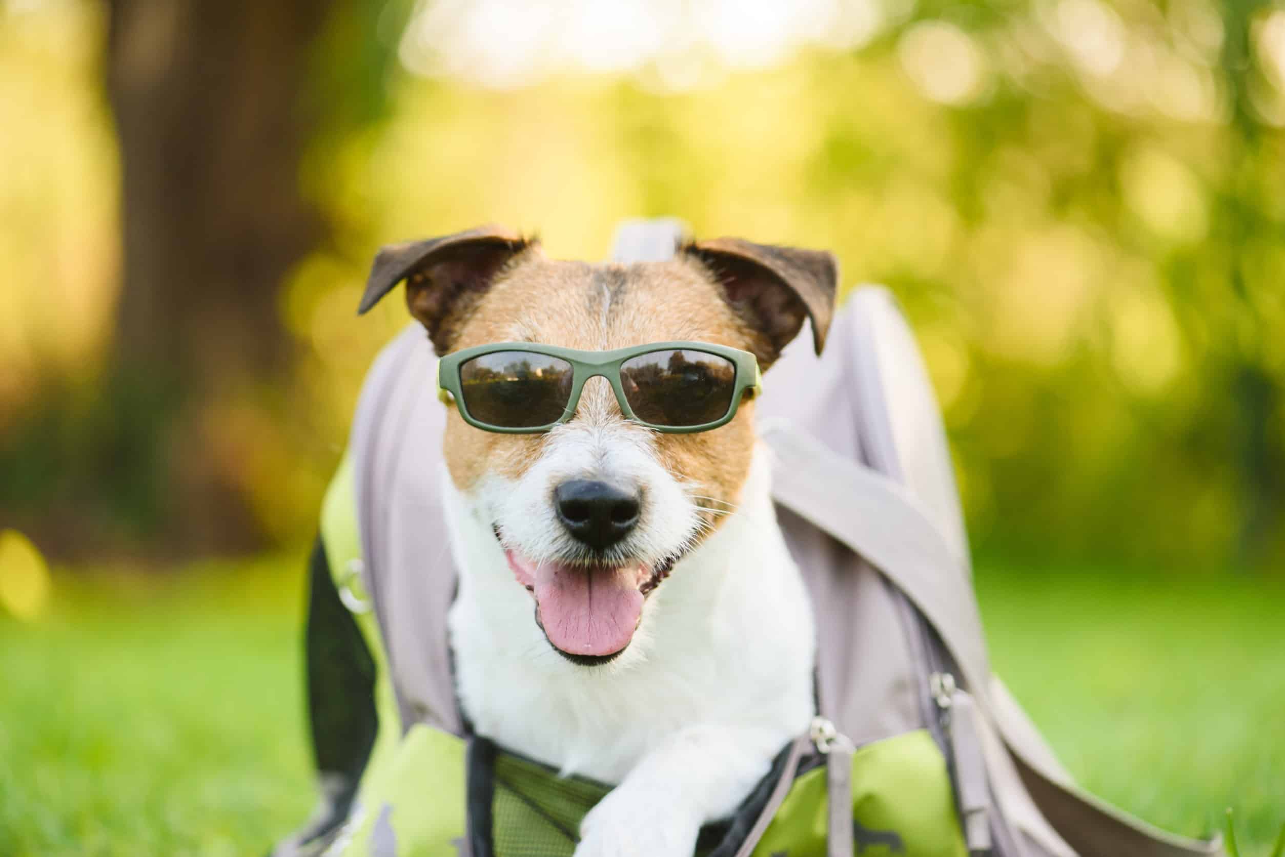 Choosing The Perfect Dog Travel Backpack (Updated 2024) - PawsomeBarks