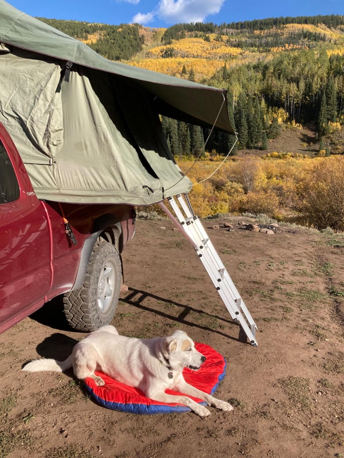 Essential Guide To Dog Travel Mats (Updated 2024) - PawsomeBarks