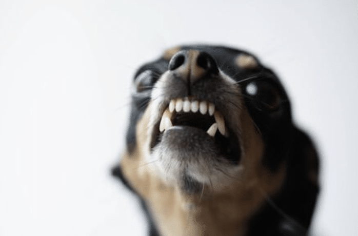 Dog Showing Teeth - Why Dogs Show Their Teeth? - PawsomeBarks